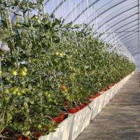 China Plastic Greenhouse Department Multi-Span Po/PE Commercial Greenhouse with Hydroponics for sale