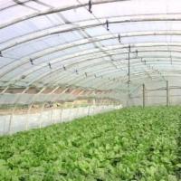 China Plastic Greenhouse Department Multi-Span Po/PE Commercial Greenhouse with Hydroponics for sale
