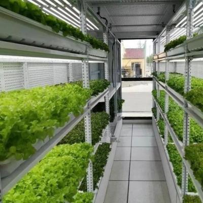 China Type Intelligent Control Agriculture Hydroponic Container Farm for Customized Request for sale