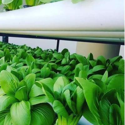 China Multi-Span Greenhouse with Hydroponics and Steel Structure The Perfect Combination for sale