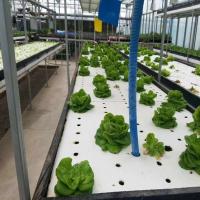 China Multi-Span Greenhouse with Hydroponics and Steel Structure The Perfect Combination for sale