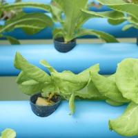 China Multi-Span Greenhouse with Hydroponics and Steel Structure The Perfect Combination for sale