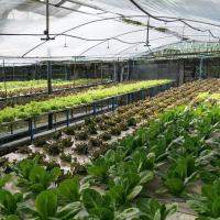 China 2000.000kg Package Gross Weight Commercial Greenhouse for Hydroponics Climate Controlled for sale