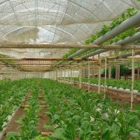China 2000.000kg Package Gross Weight Commercial Greenhouse for Hydroponics Climate Controlled for sale