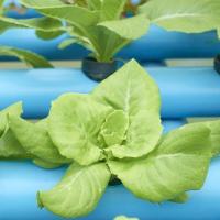 China 2000.000kg Package Gross Weight Commercial Greenhouse for Hydroponics Climate Controlled for sale