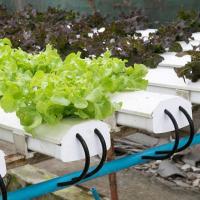 China 2000.000kg Package Gross Weight Commercial Greenhouse for Hydroponics Climate Controlled for sale