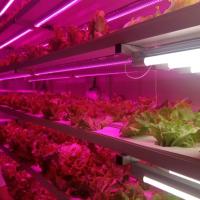 China Multi-Span Agricultural Greenhouses JX Container Greenhouse for Eco-Friendly Growing for sale