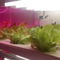 China Multi-Span Agricultural Greenhouses JX Container Greenhouse for Eco-Friendly Growing for sale