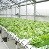 China Multi-Span Humidity Control Film Greenhouse for Vegetables Optimize Vegetable Growth for sale