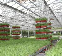 China Multi-Span Humidity Control Film Greenhouse for Vegetables Optimize Vegetable Growth for sale