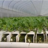 China Multi-Span Humidity Control Film Greenhouse for Vegetables Optimize Vegetable Growth for sale