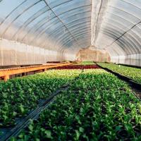 China Temporary Heating Hydroponic Film Greenhouse with Humidity Control System JX-FG-212 for sale