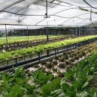 China 0.15/0.20mm Po/PE Film Covered Multi Span Greenhouse Temporary Heating for sale