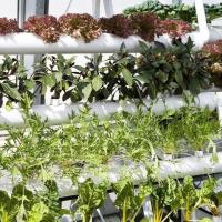 China 0.15/0.20mm Po/PE Film Covered Multi Span Greenhouse Temporary Heating for sale