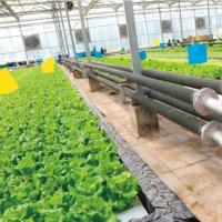 China US Currency Controlled Humidity Film Greenhouse for Soilless Vegetable Production for sale