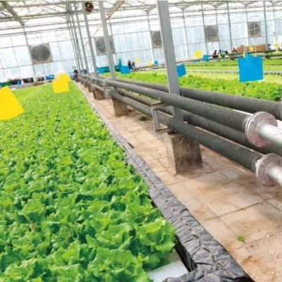 China US Currency Controlled Humidity Film Greenhouse for Soilless Vegetable Production for sale