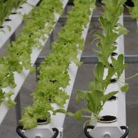 China US Currency Controlled Humidity Film Greenhouse for Soilless Vegetable Production for sale
