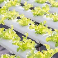 China US Currency Controlled Humidity Film Greenhouse for Soilless Vegetable Production for sale