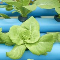 China US Currency Controlled Humidity Film Greenhouse for Soilless Vegetable Production for sale