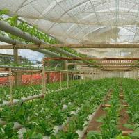 China US Currency Controlled Humidity Film Greenhouse for Soilless Vegetable Production for sale