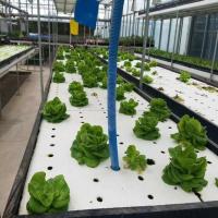 China US Currency Controlled Humidity Film Greenhouse for Soilless Vegetable Production for sale