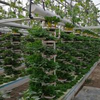 China Po/PE Film Hydroponic Greenhouse For Vegetables Double Layer for sale