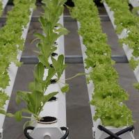 China Po/PE Film Hydroponic Greenhouse For Vegetables Double Layer for sale