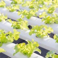 China Po/PE Film Hydroponic Greenhouse For Vegetables Double Layer for sale