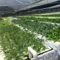 China Po/PE Film Hydroponic Greenhouse For Vegetables Double Layer for sale