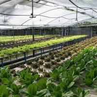 China Po/PE Film Hydroponic Greenhouse For Vegetables Double Layer for sale