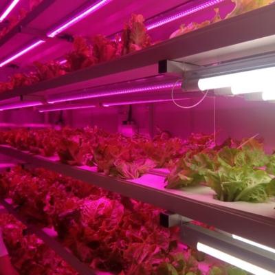 China jx-container-greenhouse Vertical Plant Factories for Growing Vegetable Fruits Flowers for sale