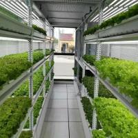 China jx-container-greenhouse Vertical Plant Factories for Growing Vegetable Fruits Flowers for sale