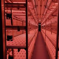 China jx-container-greenhouse Vertical Plant Factories for Growing Vegetable Fruits Flowers for sale