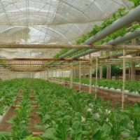 China Plastic Sheet Cover Material Advanced Hydroponic Film Greenhouse for sale