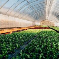 China Plastic Sheet Cover Material Advanced Hydroponic Film Greenhouse for sale