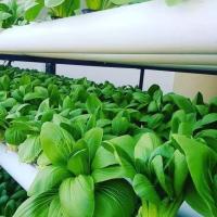 China Plastic Sheet Cover Material Advanced Hydroponic Film Greenhouse for sale