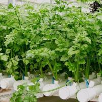 China Plastic Sheet Cover Material Advanced Hydroponic Film Greenhouse for sale