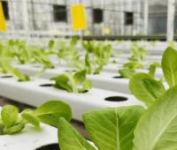 China Double Layer Commercial Film Greenhouse System for Humidity Management in Greenhouses for sale