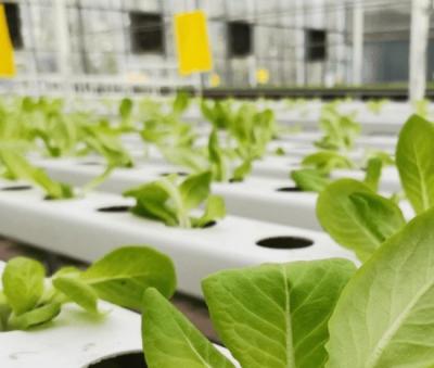China Double Layer Commercial Film Greenhouse System for Humidity Management in Greenhouses for sale