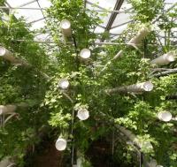 China Double Layer Commercial Film Greenhouse System for Humidity Management in Greenhouses for sale