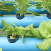 China Double Layer Commercial Film Greenhouse System for Humidity Management in Greenhouses for sale