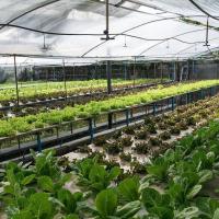 China Double Layer Commercial Film Greenhouse System for Humidity Management in Greenhouses for sale