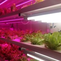 China 20FT Sea Shipping Container Farm Hydroponic Fodder Container for Vegetable Fruits Flowers for sale