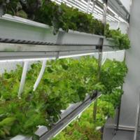 China 20FT Sea Shipping Container Farm Hydroponic Fodder Container for Vegetable Fruits Flowers for sale