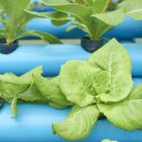 China Suitable Seedling Cultivation Budget-Friendly Film Greenhouse with Plastic Sheet Cover for sale