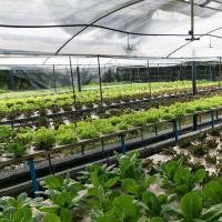 China Suitable Seedling Cultivation Budget-Friendly Film Greenhouse with Plastic Sheet Cover for sale