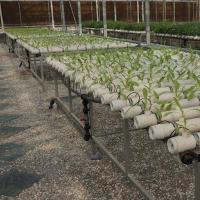 China Soilless Technology and Temporary Heating Vegetable Cultivation Greenhouse 2000.000kg for sale