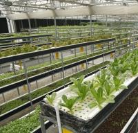 China Soilless Technology and Temporary Heating Vegetable Cultivation Greenhouse 2000.000kg for sale