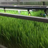 China Multi-Span Agricultural Greenhouses Barley Breeding Room for Vegetable Fruits Flowers for sale