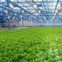 China Soilless Culture Film Greenhouse Design for Vegetables and Temporary Heating Method for sale